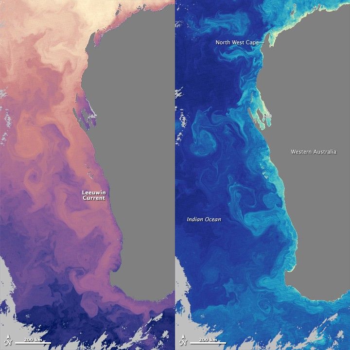 leeuwin current rottnest