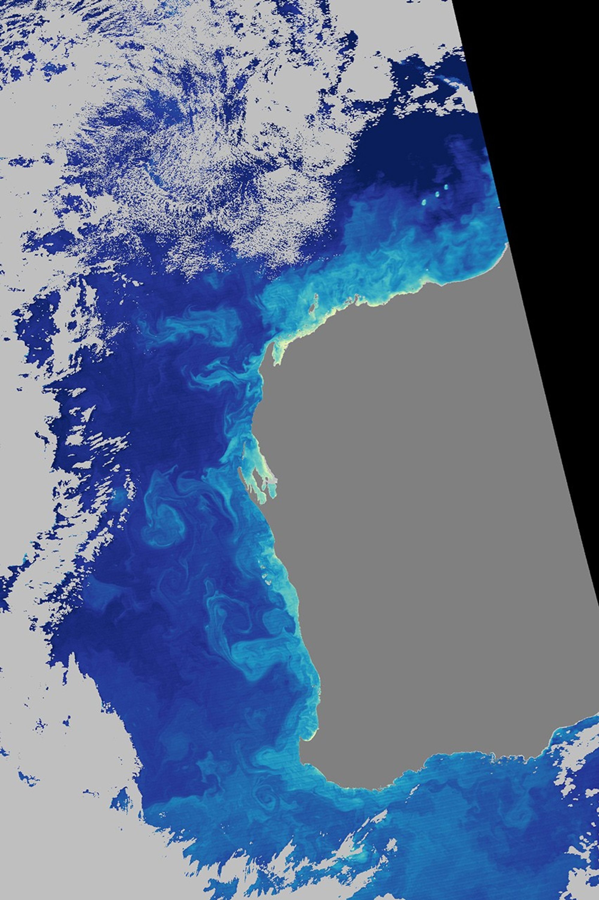 leeuwin current rottnest