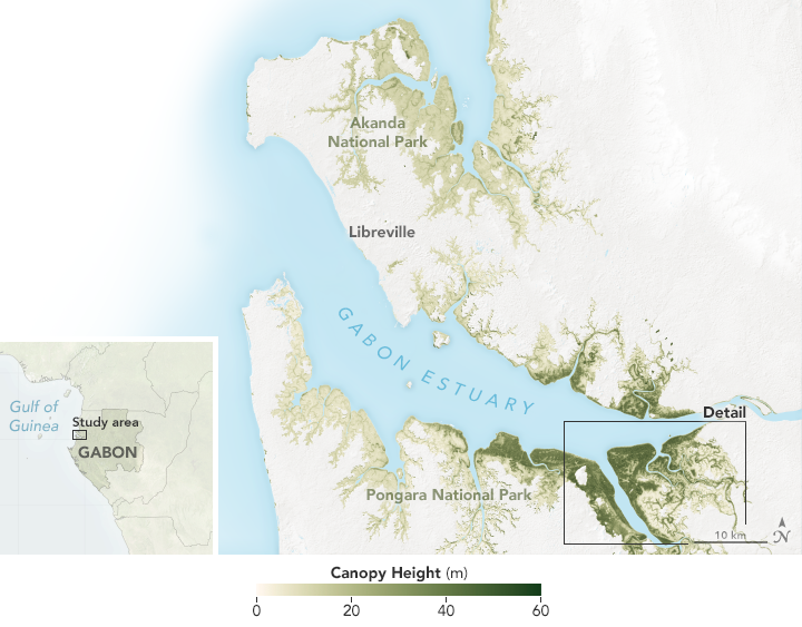 Gabon’s Towering Mangroves - NASA Science