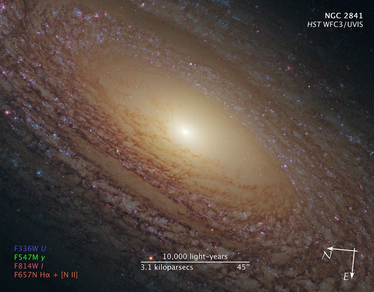 Spiral Galaxy NGC 2841 - NASA Science