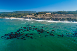 World’s Largest Dynamic Kelp Map Launched - NASA Science