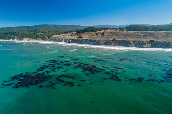 World’s Largest Dynamic Kelp Map Launched - NASA Science