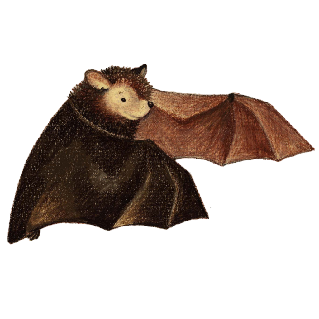 The Adventure of Echo the Bat - NASA Science