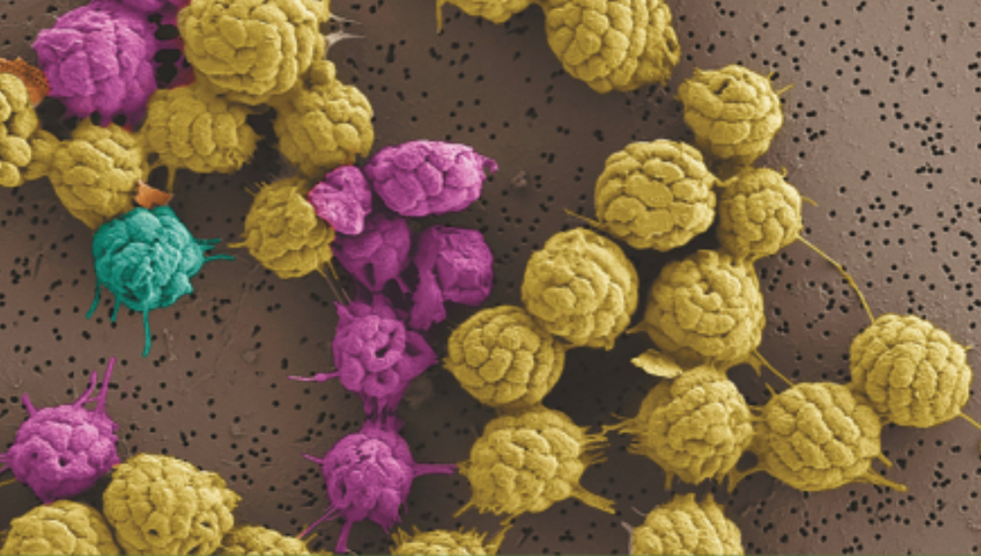 NASA Research Examines the Multicellular Behavior of Unique Bacteria ...